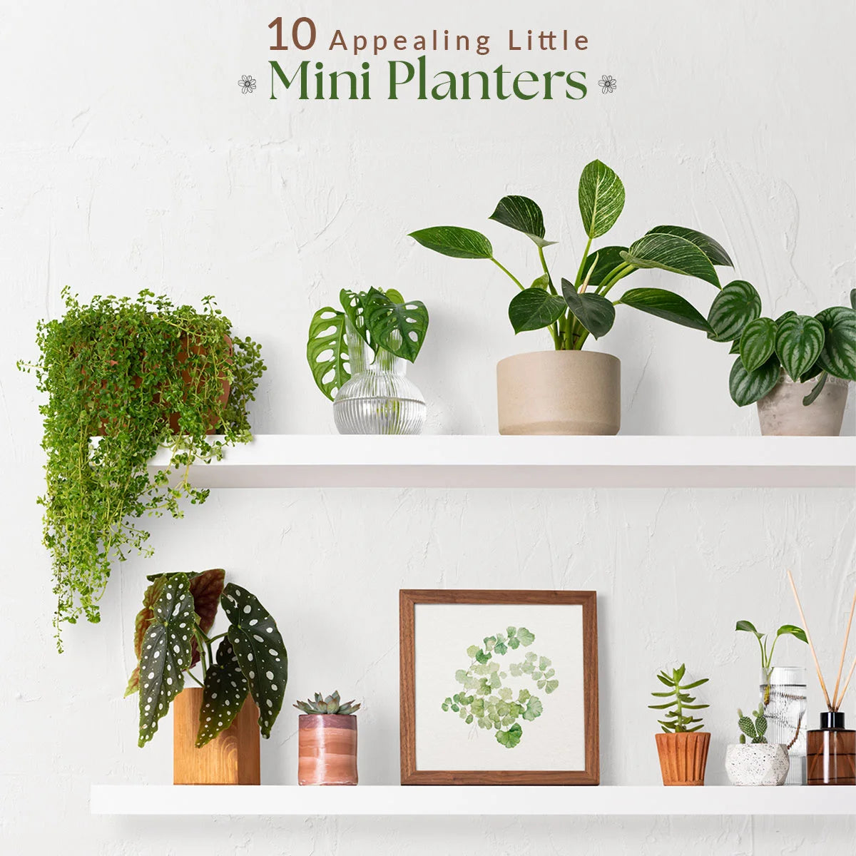 Mini Planters for Home | ThreadVibe Living