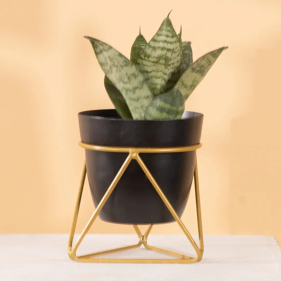 Single Golden Metal Pot Plant Stand In Black Eclipse| Threadvibe Living